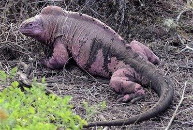 Princezz Tsabitah Dzuaqi: hewan-hewan serba pink