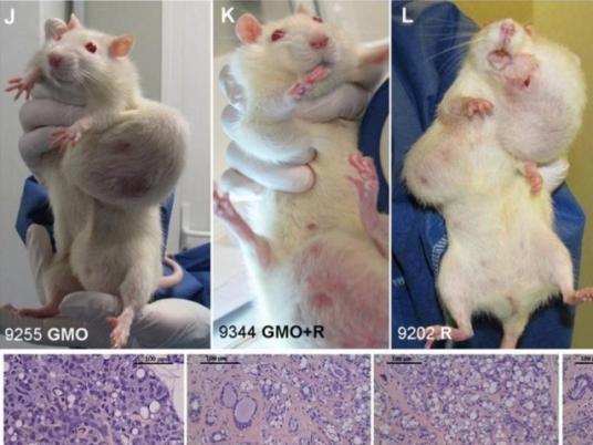 EVDN: Monsanto GMO Corn Mutates Rats Causes Cancer Tumors