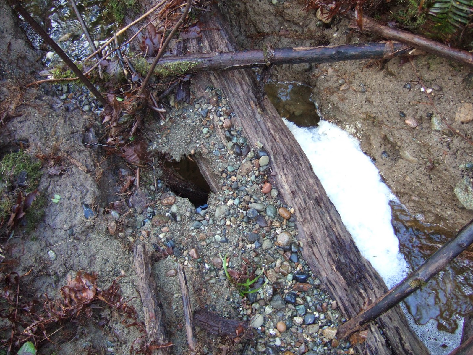Reading the Washington Landscape: Field Work: Incised Stream/Landslide ...