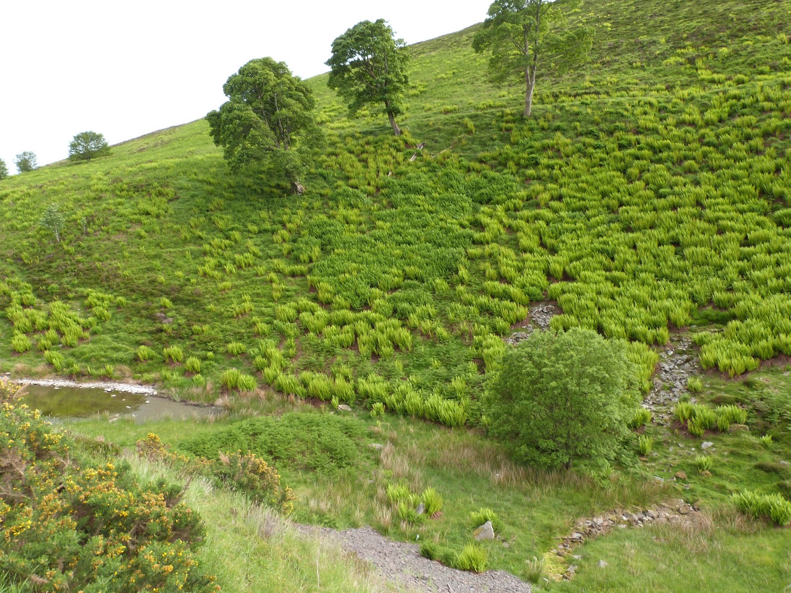 Prairiebreak: Finlarg Hill: a fernery