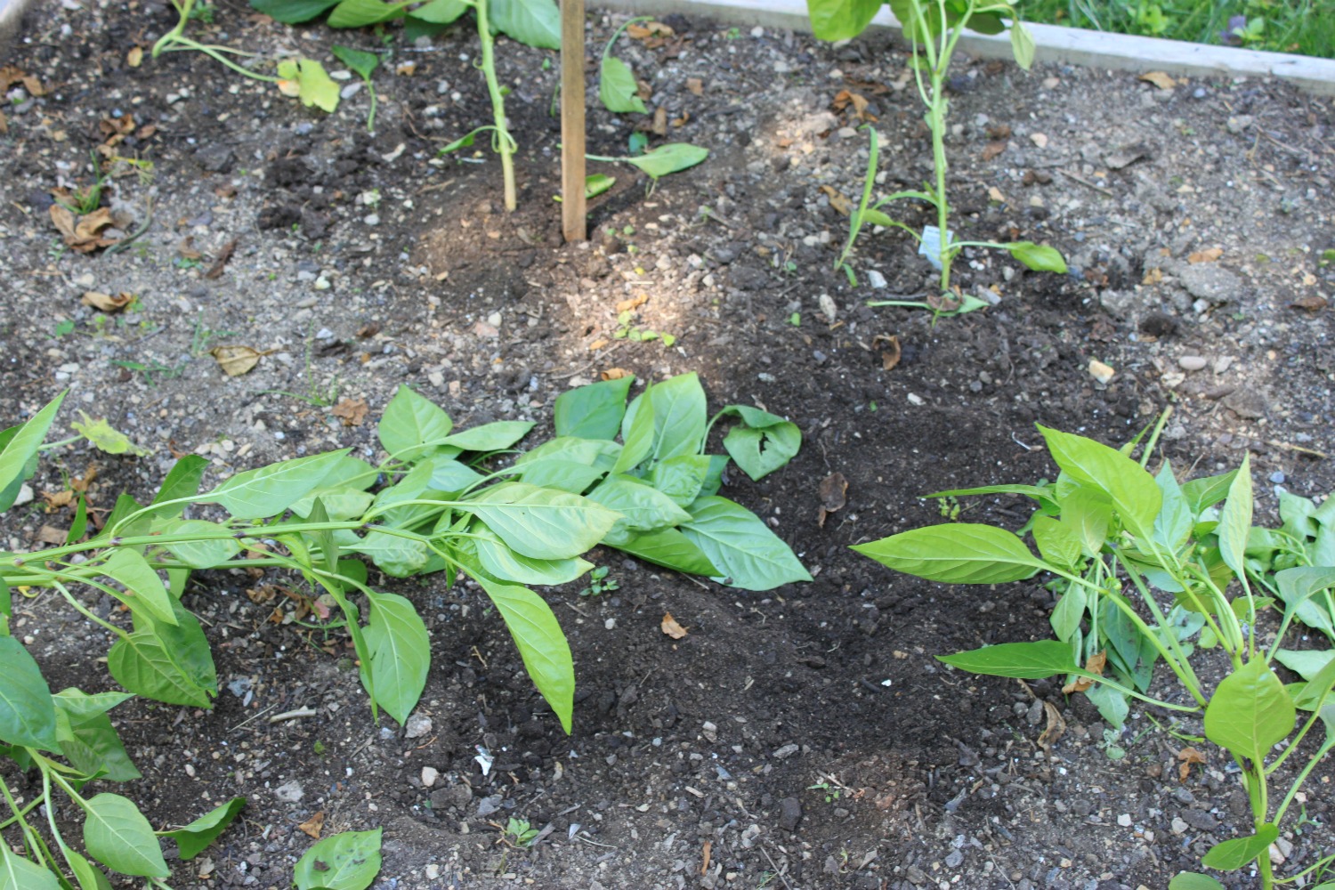 Tributary....nature + craft: garden destruction