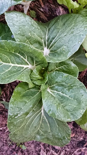 SAWI PUTIH KERINTING - Rangkuman Cara Bertanam Lengkap