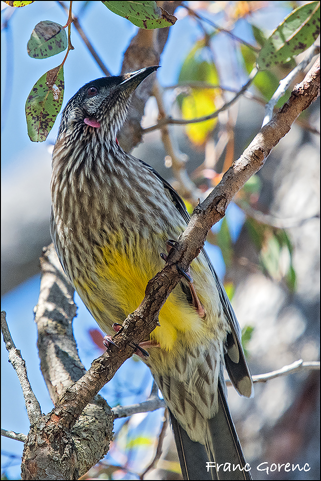 Travels With Birds: A Visit to New South Wales, Australia