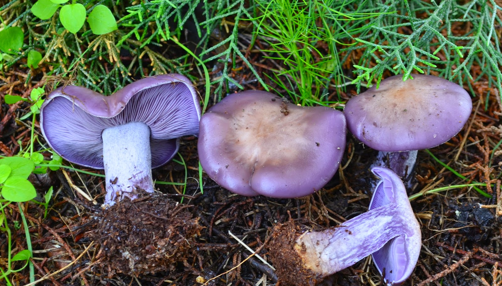 Setas Extremadura : Lepista Nuda