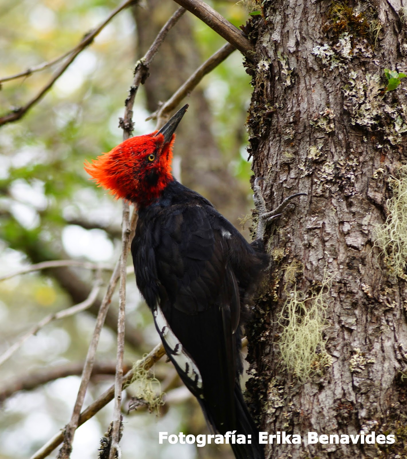 Parque Nacional Tolhuaca : CARPINTERO NEGRO