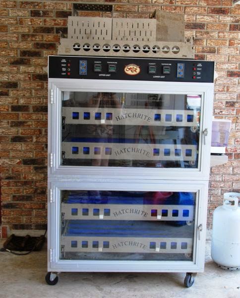 Emu Egg Hatching Machine