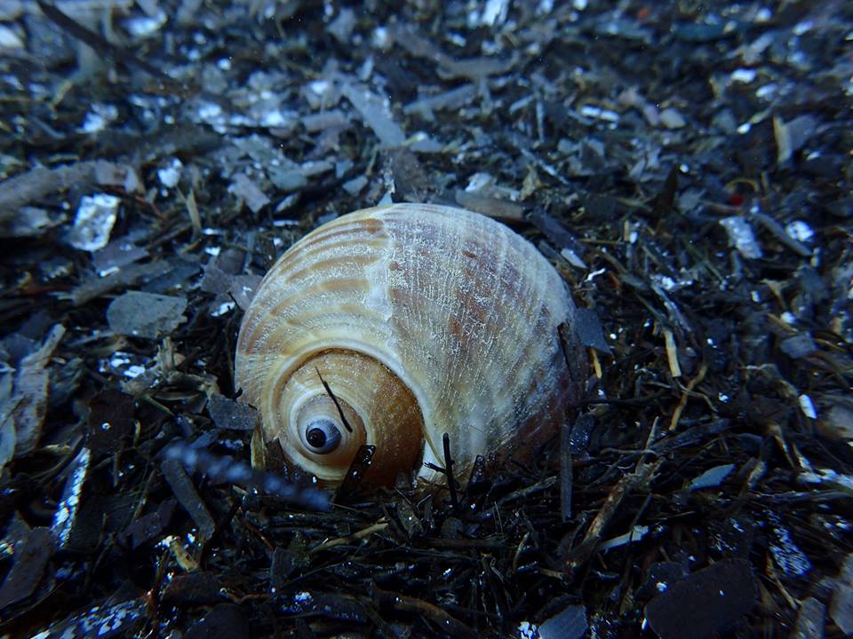 Biodiversity of Cyprus by NGO Protection of the Natural Heritage and ...