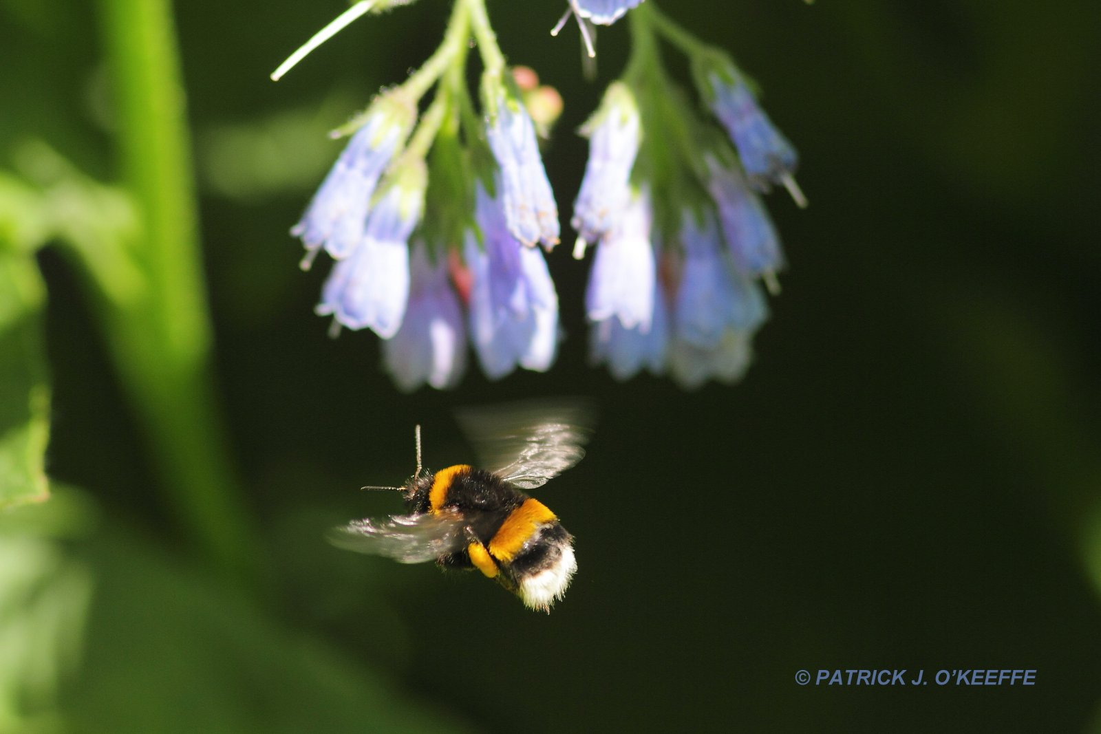 Raw Birds: WHITE TAILED BUMBLEBEE (Bombus lucorum) National Botanic ...