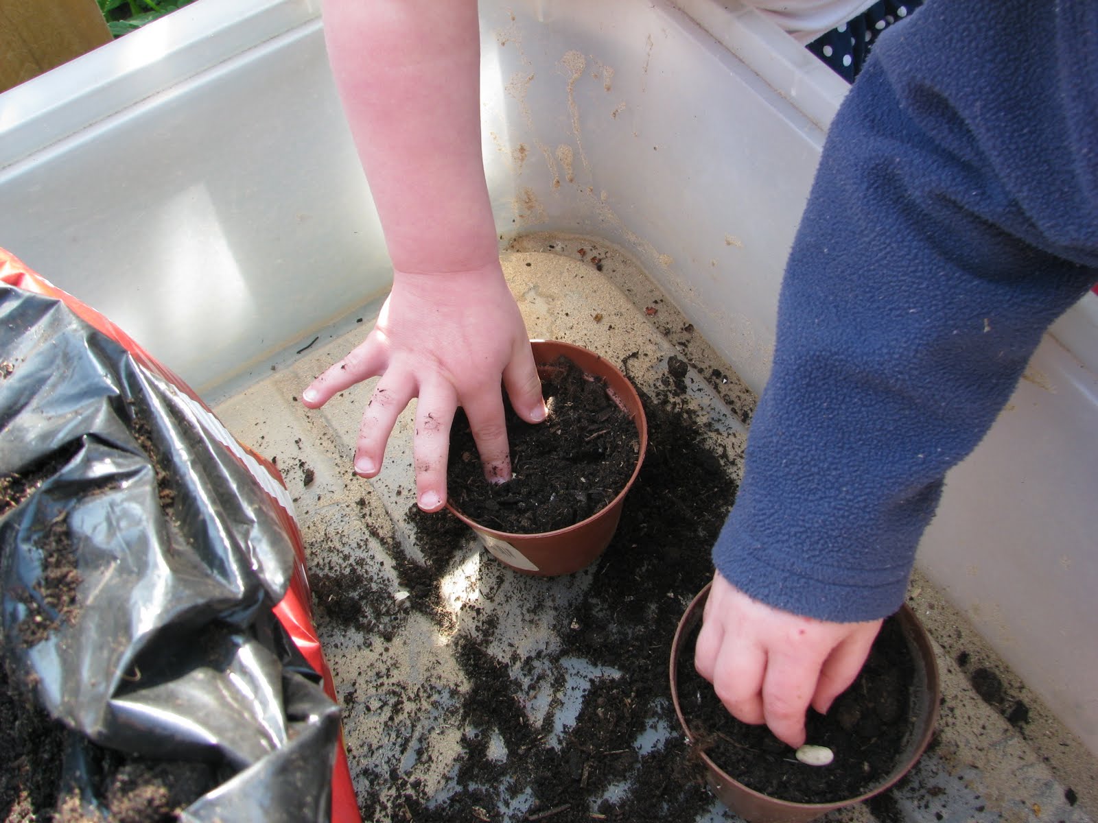 Little Blossoms: Jack and the Beanstalk Growing Topic