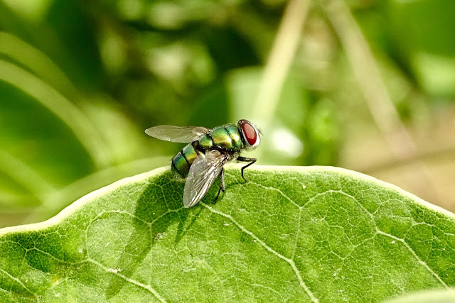 SANTIMETALIA FOTOGRAFÍAS DE MOSCAS METÁLICAS: MOSCAS VERDES Y MOSCAS AZULES