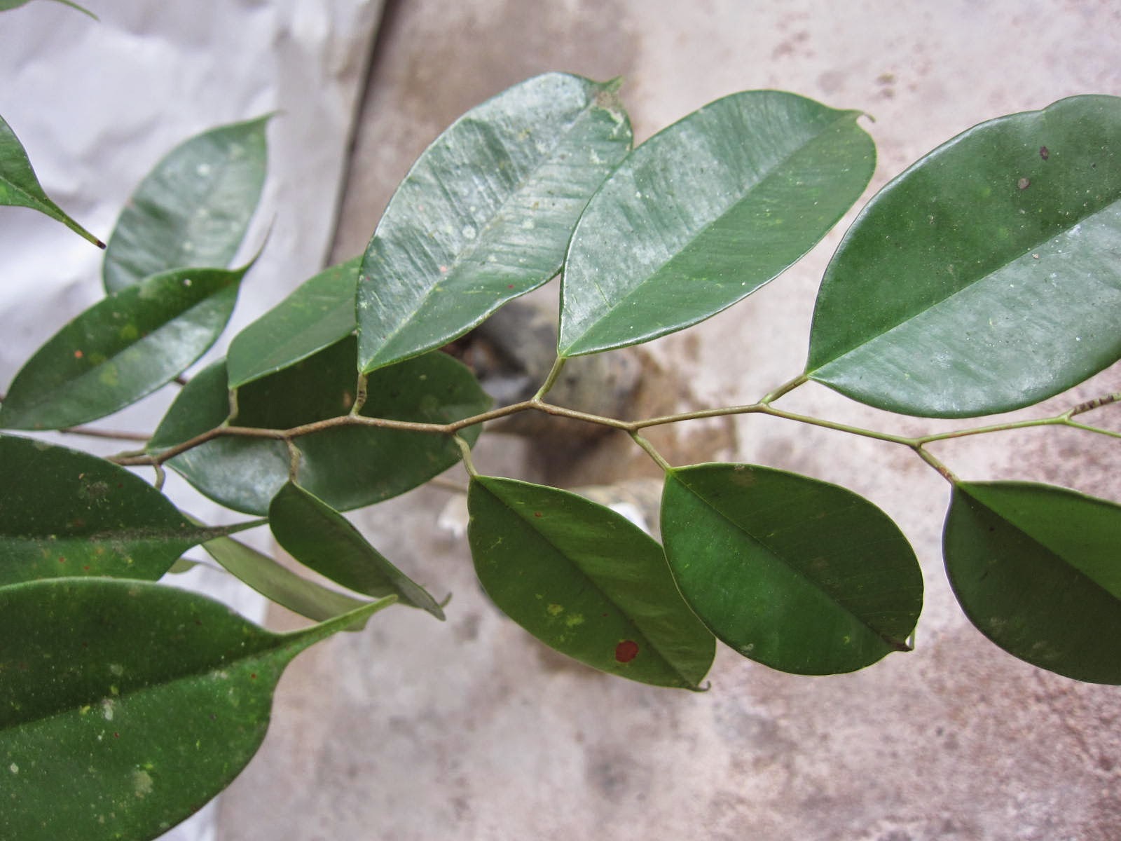 Dari Hutan ke Bandar...: BENIH POKOK KAPUR (Dryobalanops aromatica)