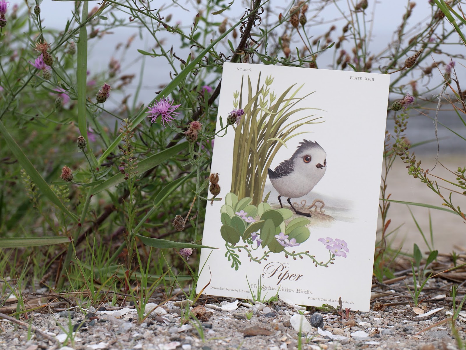 Dan the Pixar Fan: Piper: Pixar Studio Store Exclusive Greeting Card ...