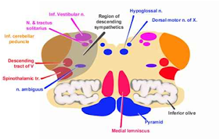 Cogitare Fisioterapia: Correlações Anatomoclínicas do Bulbo