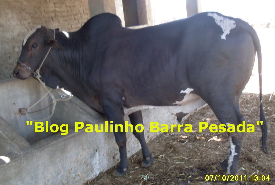 CURIOSIDADE! O TOURO MAIS “BRASILEIRO” DO PAÍS É DE JARDIM DO SERIDÓ ...