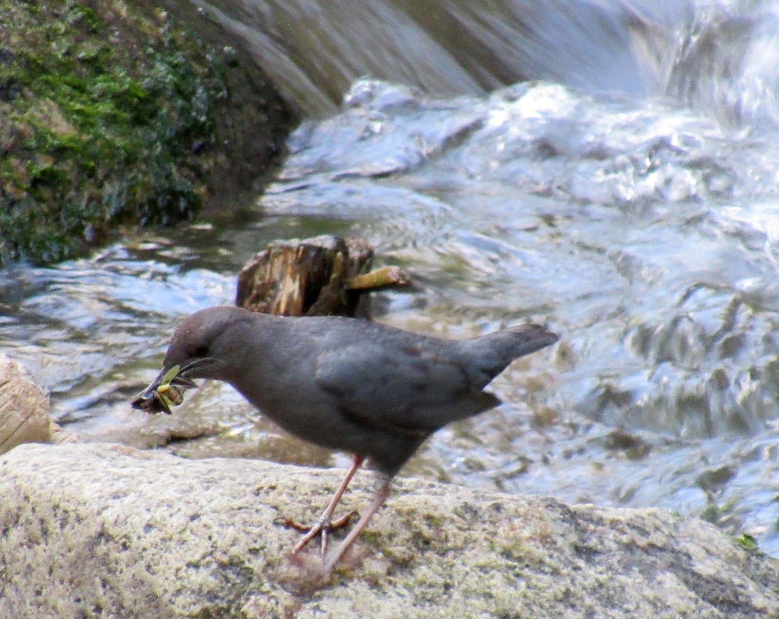 American Dipper: John Muir's Water Ouzel