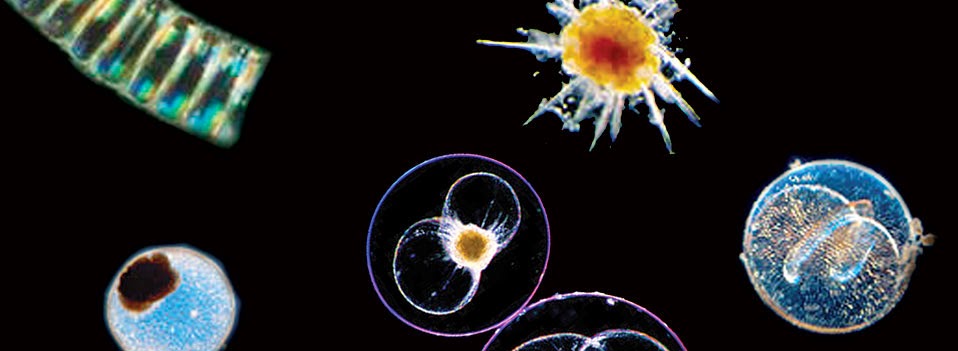 The Pain Relief Strip: New product released from FG Xpress. NEW ...