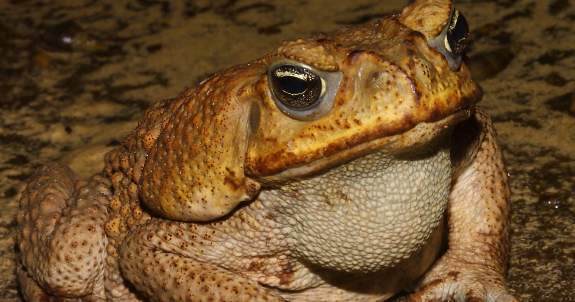 The Story of Splatchscrumpler: An Evil Toad