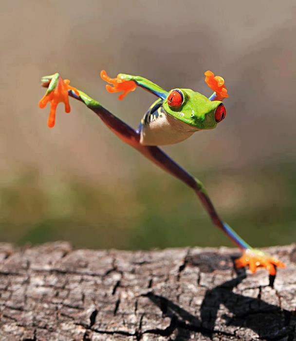 Dynamic Animals: Diferencias entre rana y sapo