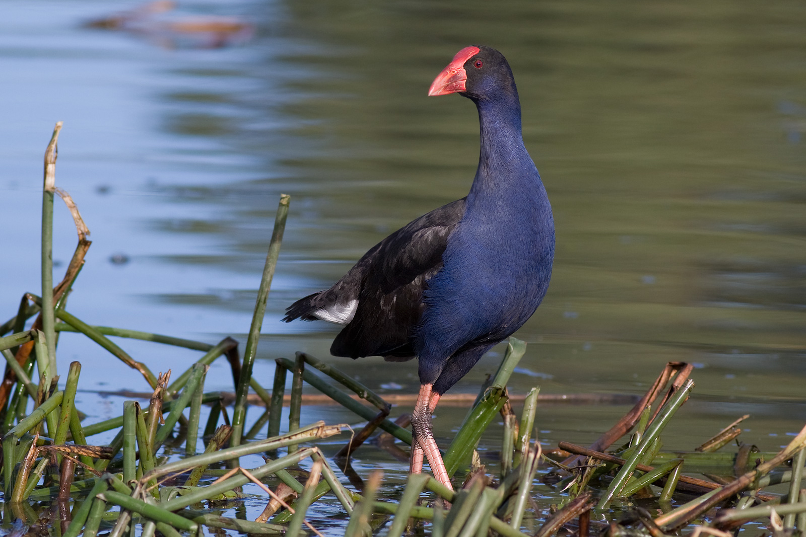 inspiration-on-tap: Spotting a Pukeko.