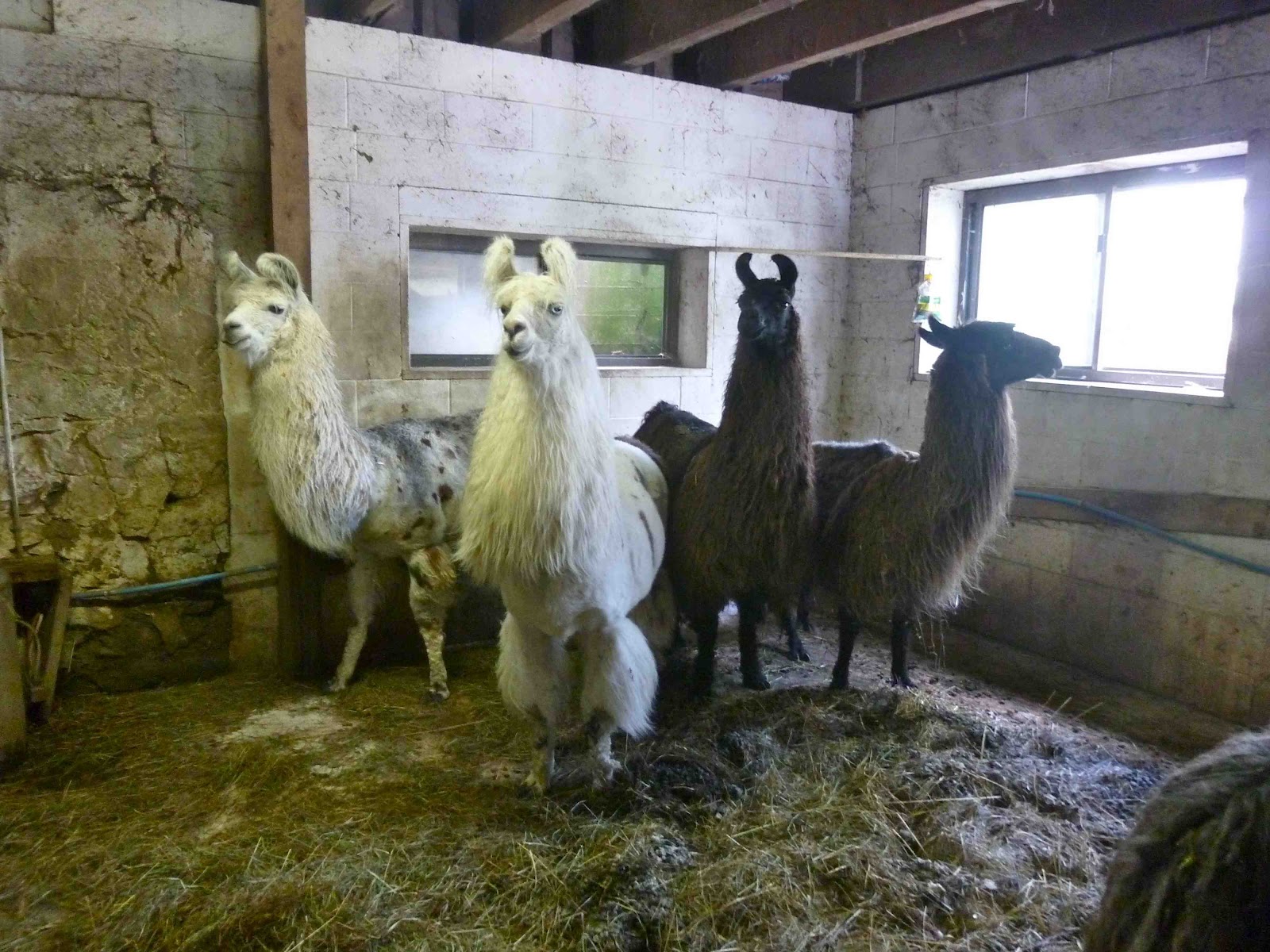 Llama Cupcakes for Llama Day – Diary of a Mad Hausfrau