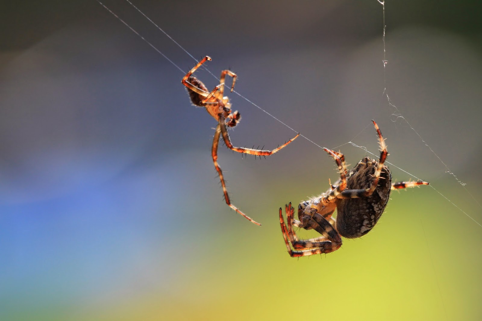TravelMarx: The Spider Dance and the Spiderlings
