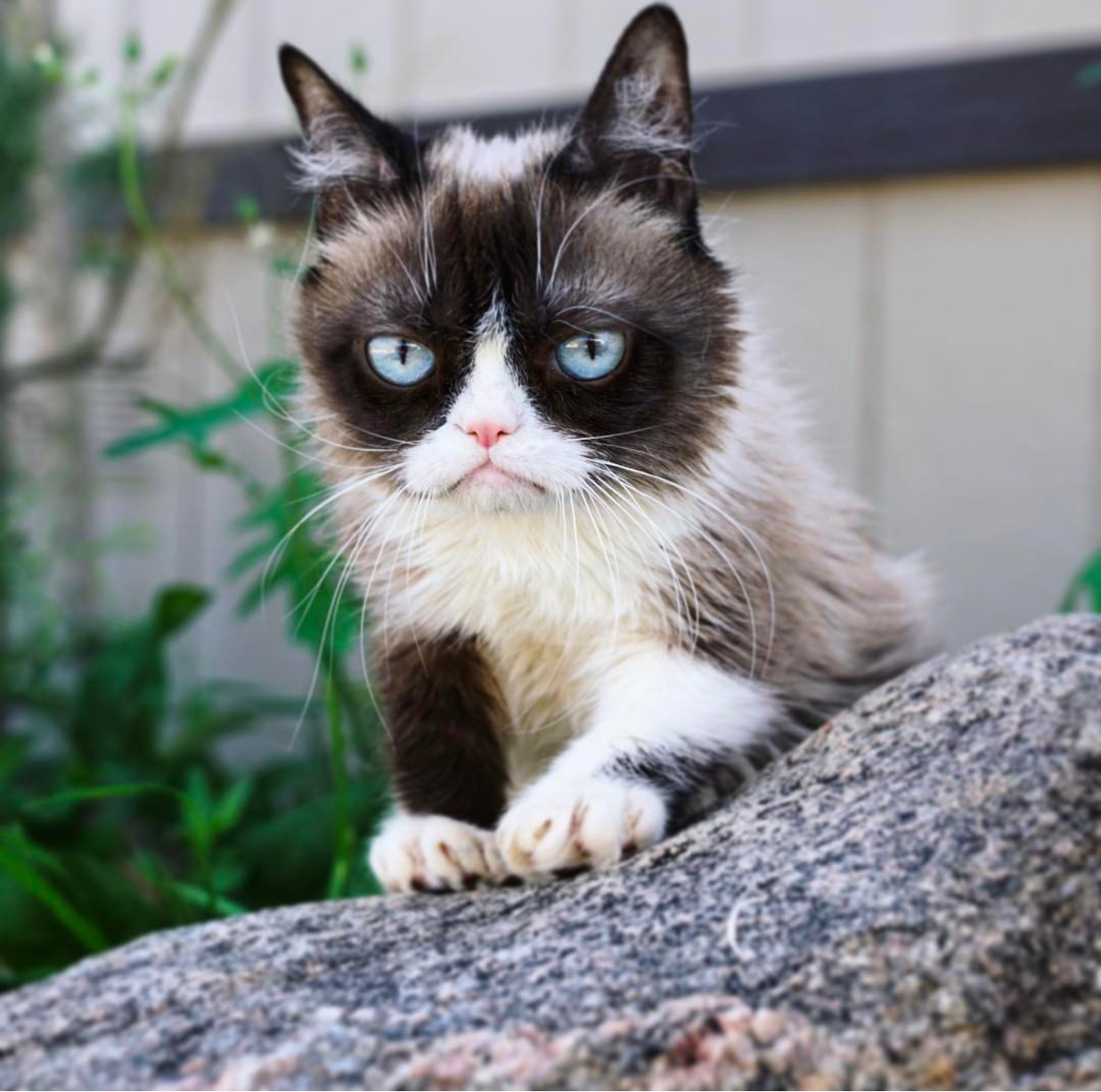 3 Kucing Unik dan Langka