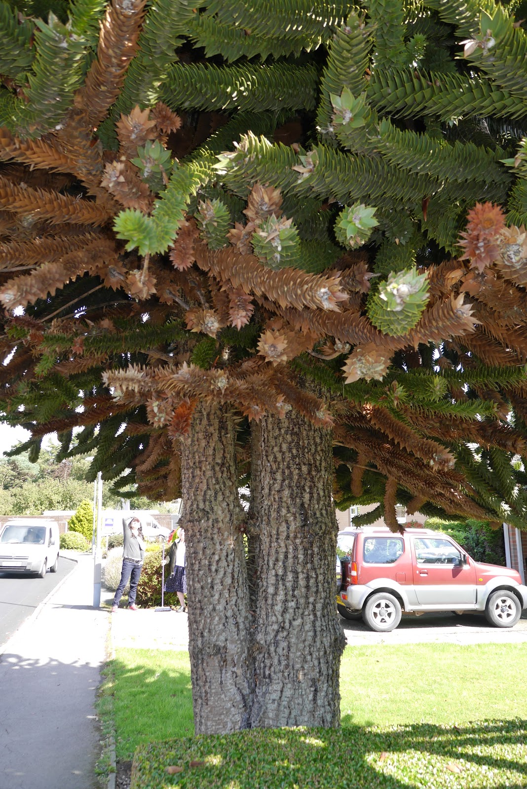 The Monkey Puzzle Tree Nut: 2 More Trees In Dorset - One Maybe Gone Soon
