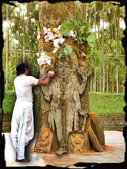 Advait: Peepal ( Ashvattha ) Tree