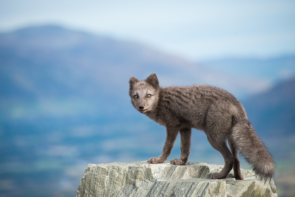 Øyvind Buljo Naturfoto: Fjellrev