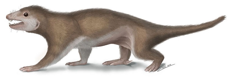 Species New to Science: [PaleoMammalogy • 2013] Megaconus ...