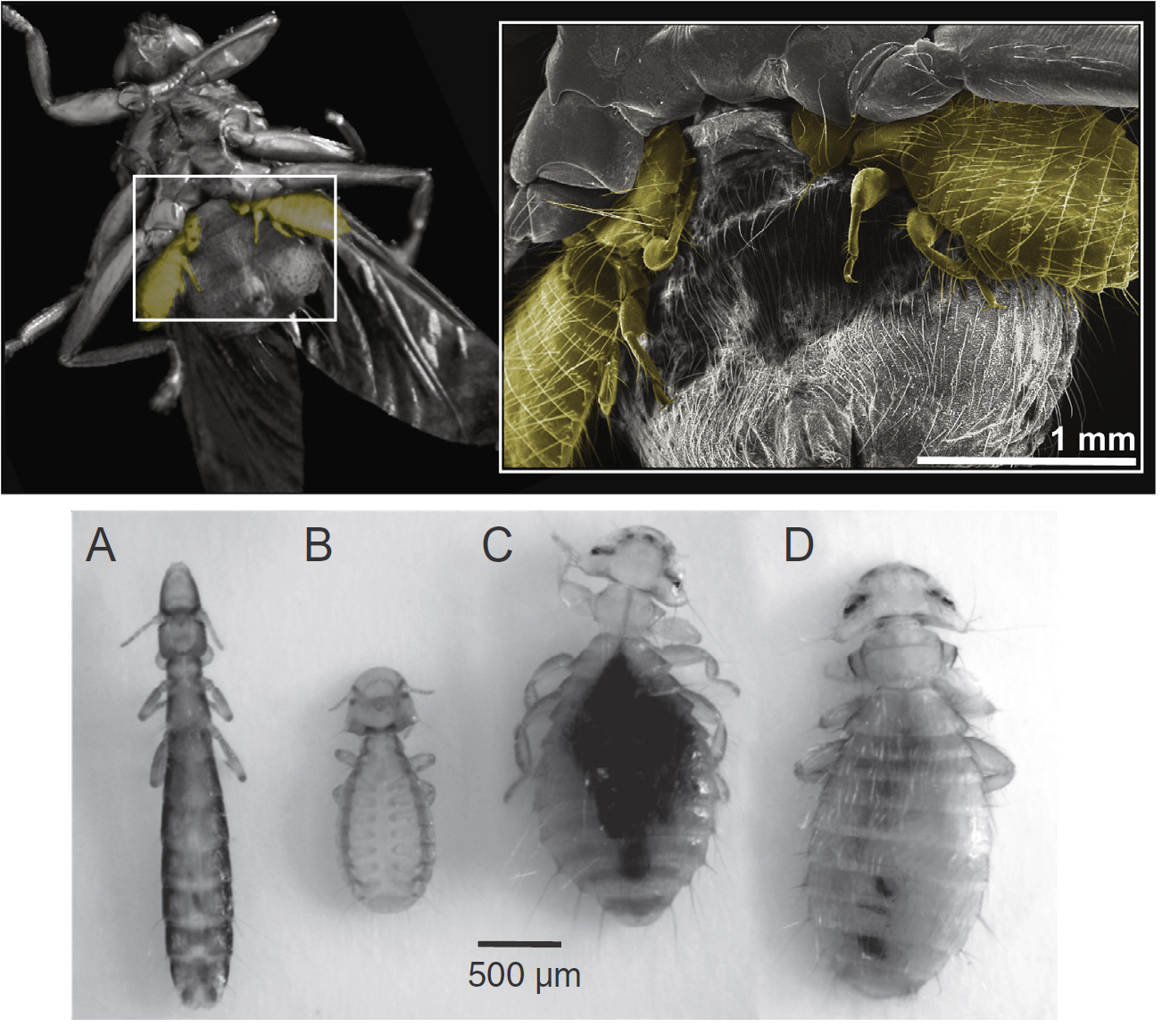 Parasite of the Day: Pseudolynchia canariensis (revisited)