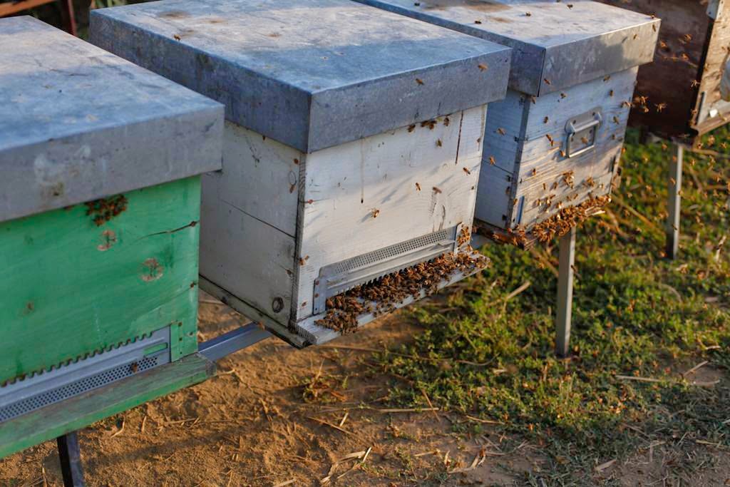 Le Meraviglie 2014 The Wonders