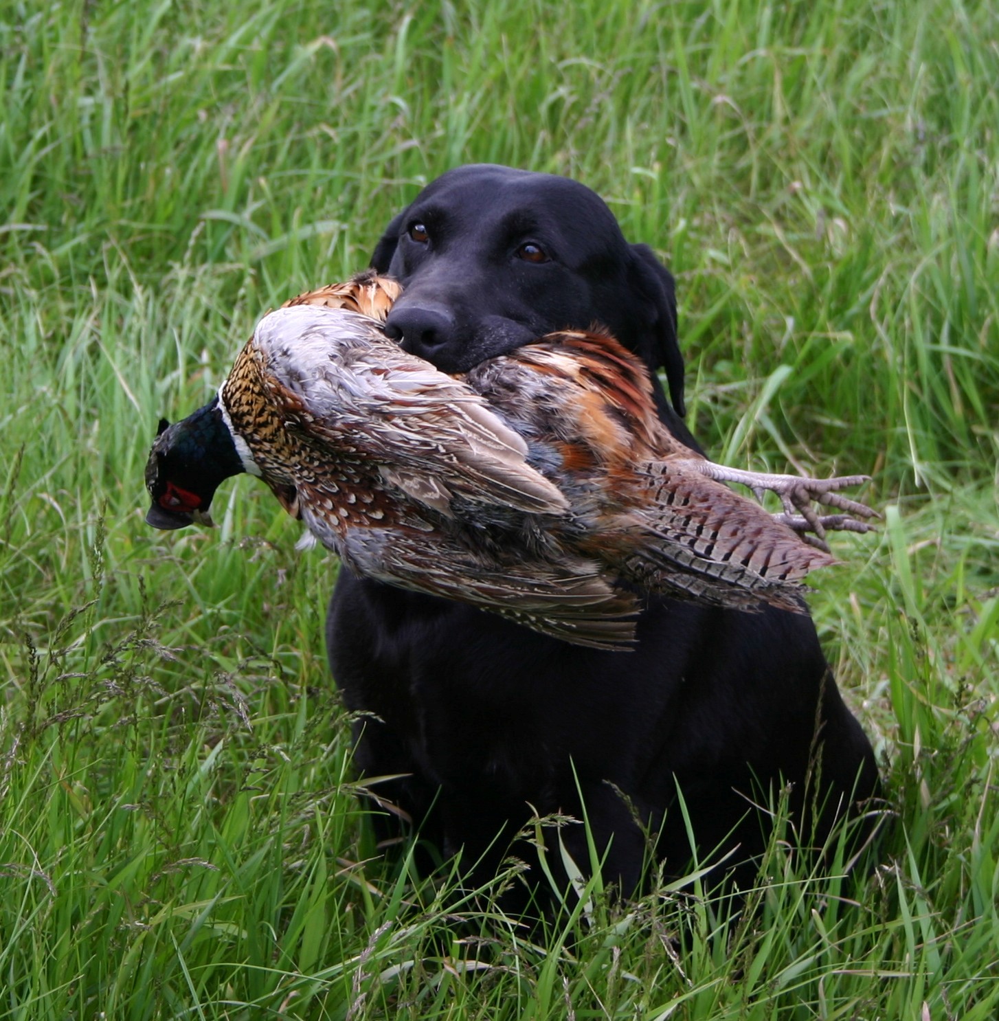 K and R Labradors: Hunting Pictures