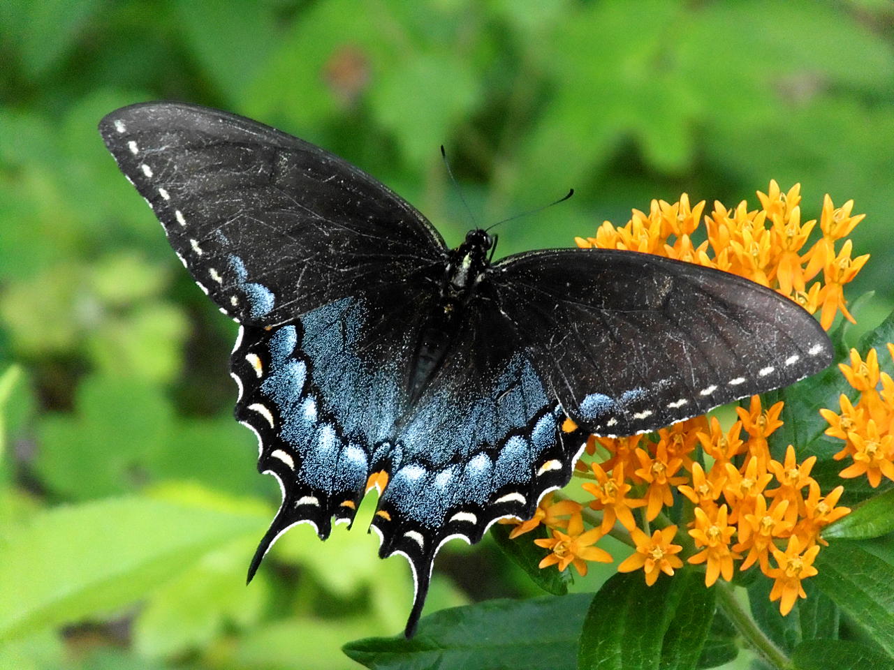 A View from the Beach: Black Tiger
