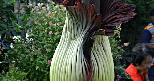 A flor mais fedida do planeta - Verdadeira História