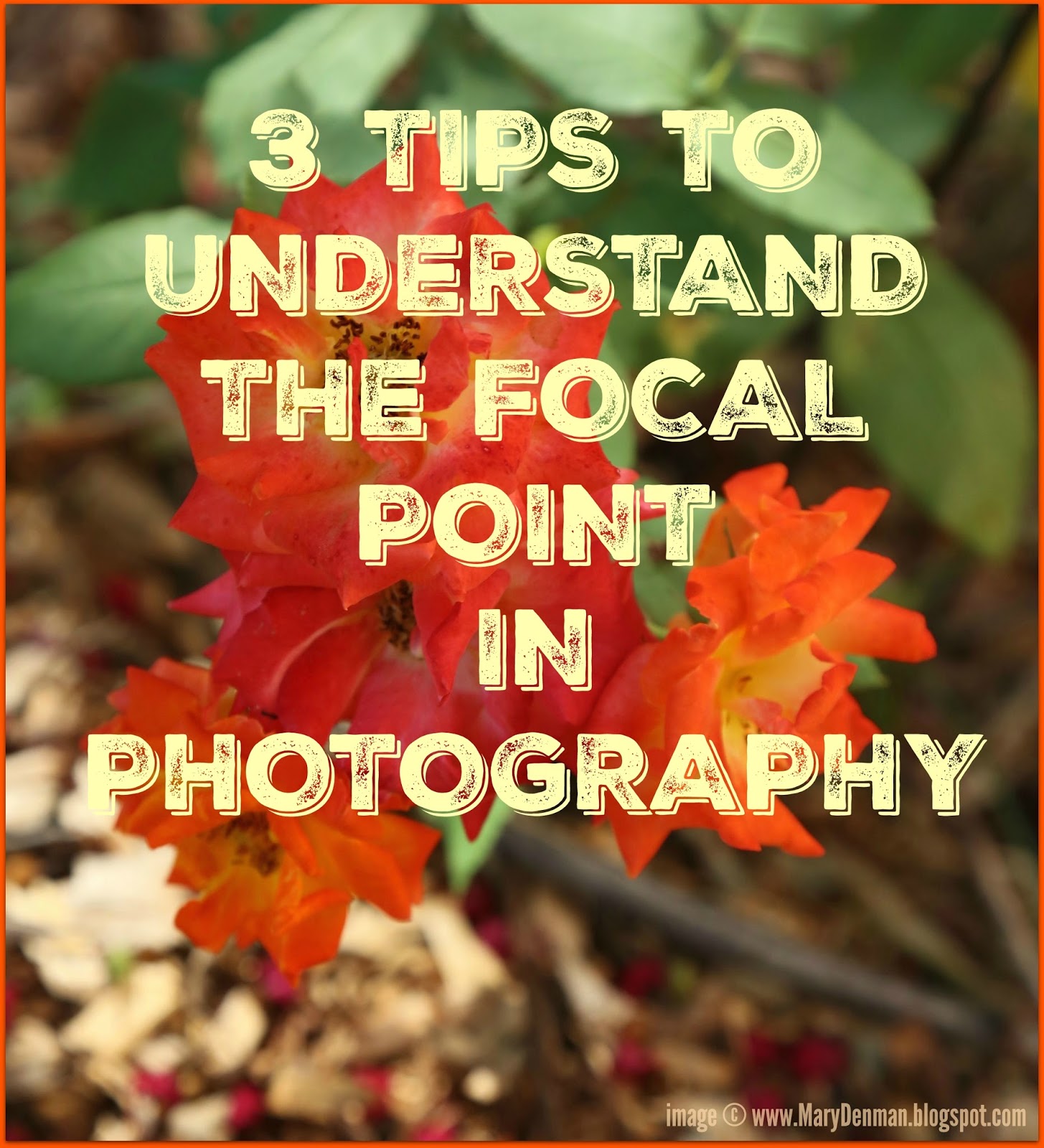 Mary Denman: Photo Tip Friday: 3 Tips to Help Understand the Focal ...