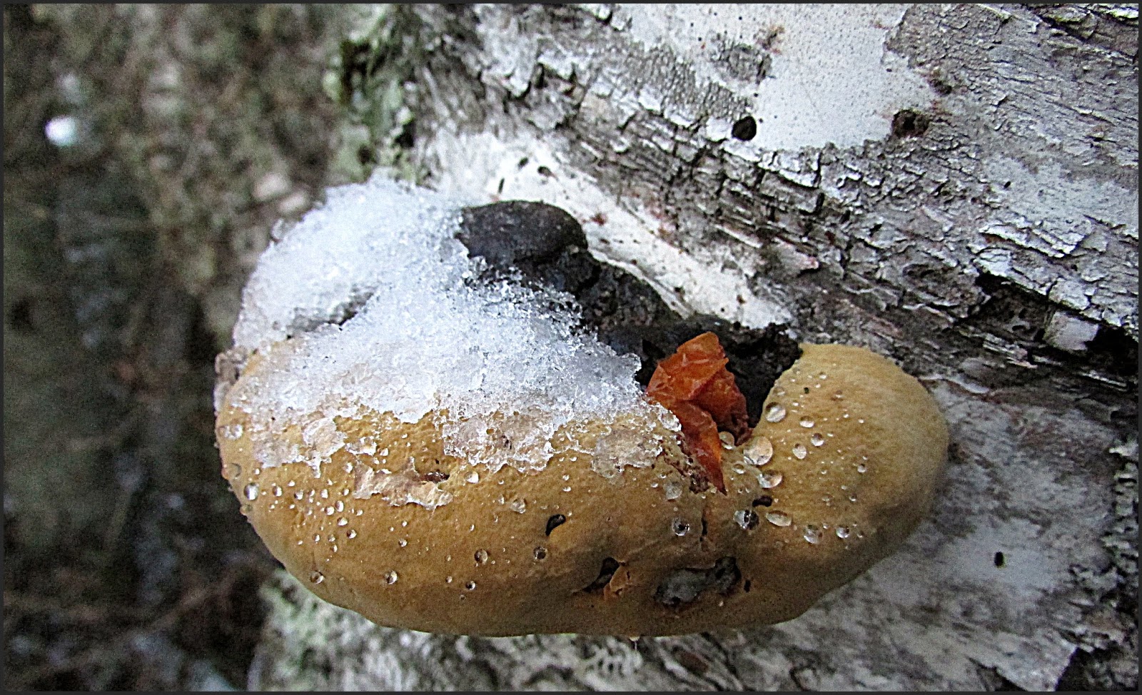 Kahelinkulma: Kääpä