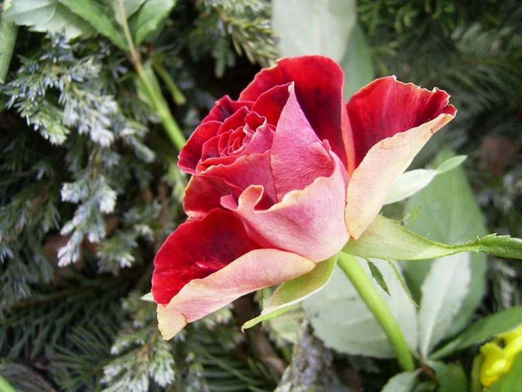 cute roses wallpapers |Rose Wallpapers