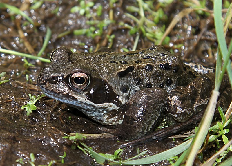 Murfs Wildlife : Black Frog and friends