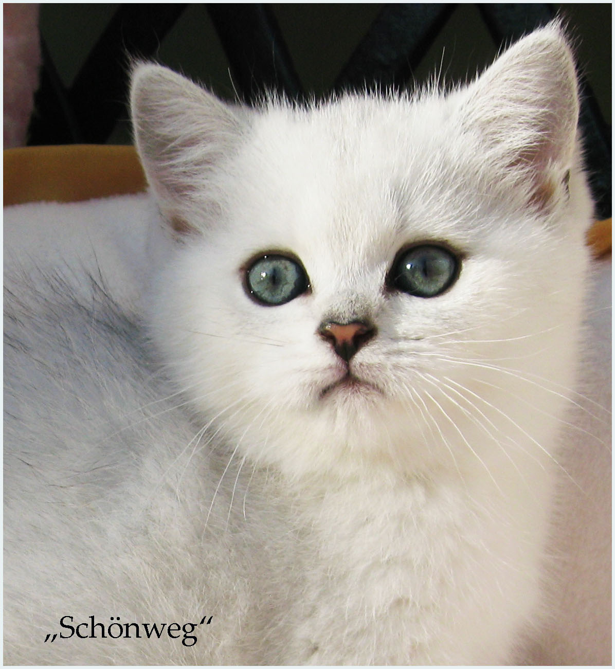 Schoenweg Chinchilla Cats Cattery