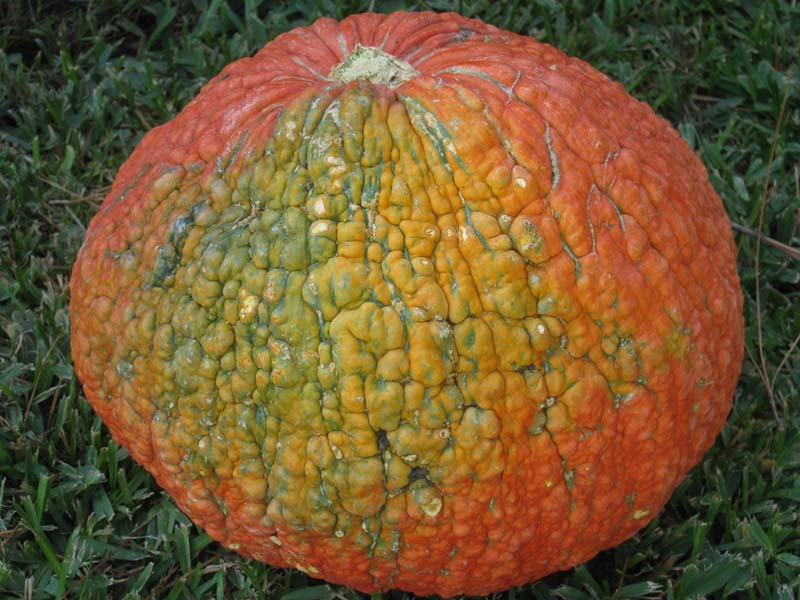 Gefilte Quilt: No Country Bumpkin! Bumpy Pumpkin!