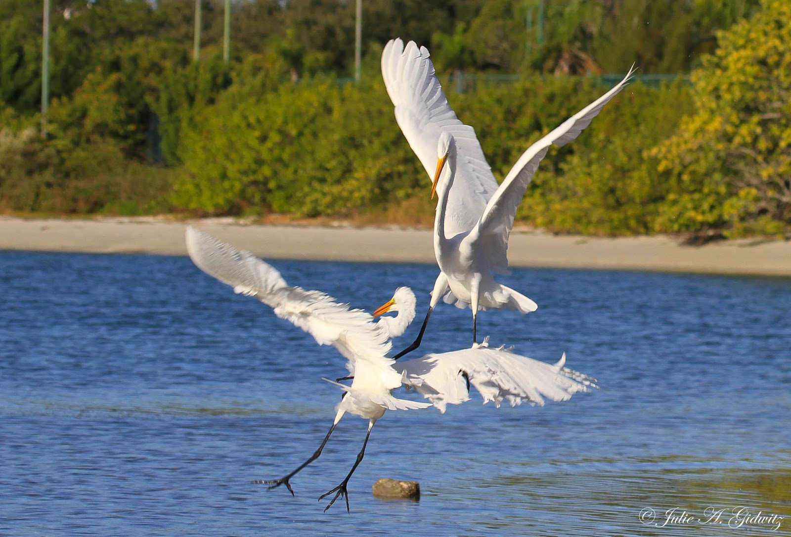 Birding Is Fun!: Flurry of Feathers