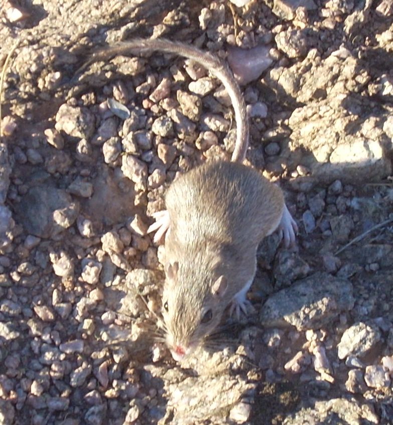 Desert Soils Blog: Rodents of the Sonoran Desert