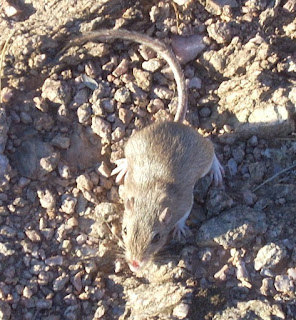 Desert Soils Blog: Rodents of the Sonoran Desert