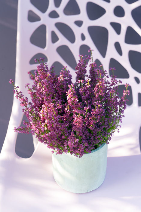 Sandra's Flower Studio.: Erica - Garden Plant of the Month January