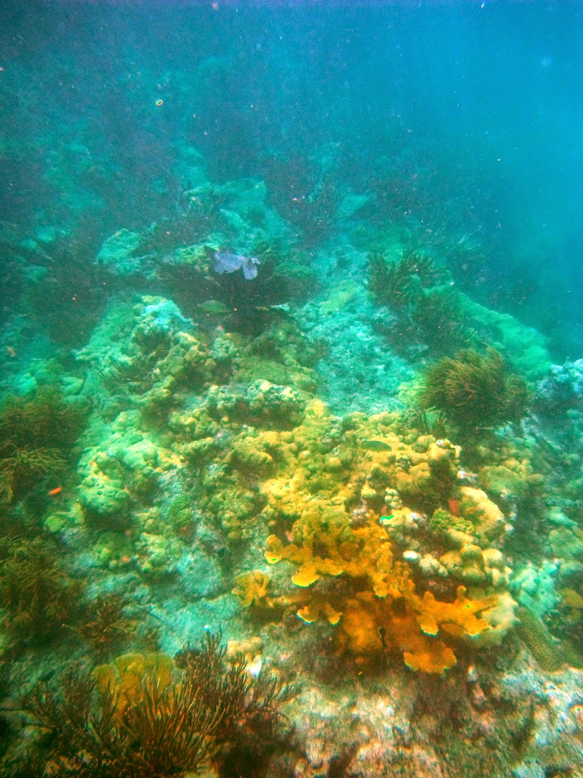 From Here to There: Favorite Places: Looe Key