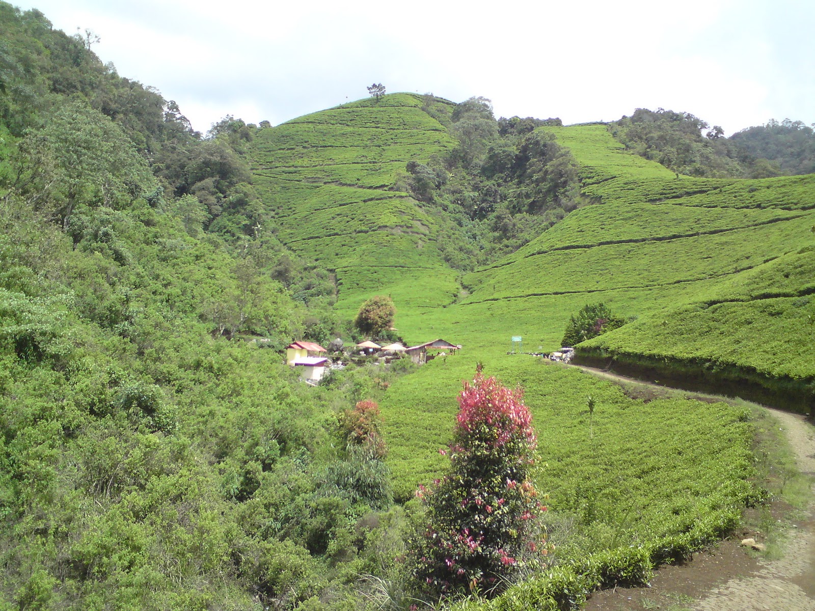 Agrowisata Kebun Teh Kaligua, Brebes ~ Akhmad Febri R.