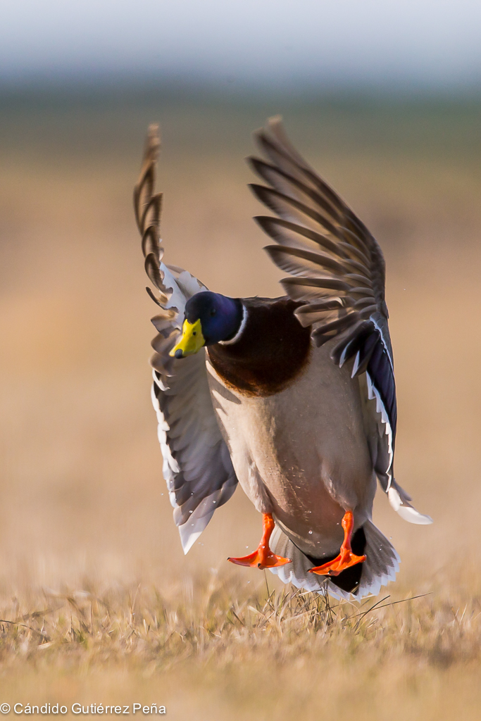 ANADE REAL - Anas Platyrhynchos | Observatorio de la Naturaleza
