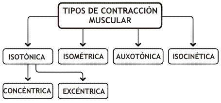 Yo amo la fisioterapia: Tipos de contracción muscular