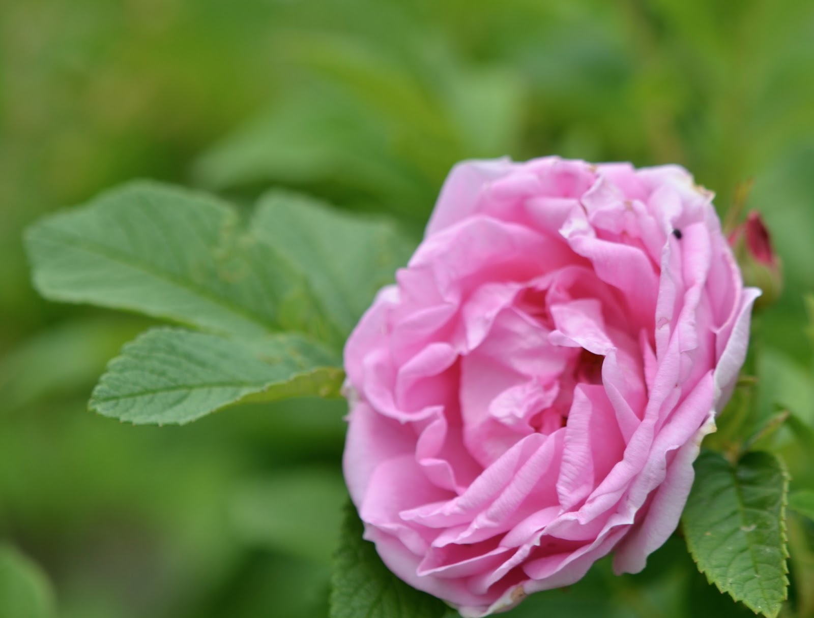 I never promised you a rose garden - Mina rosor : Robusta Wasagaming